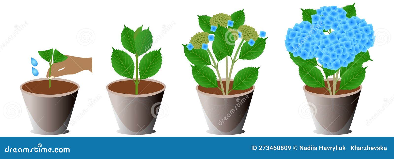 Growth Cycle of a Potted Blue Hydrangea on a White Background. Stock ...