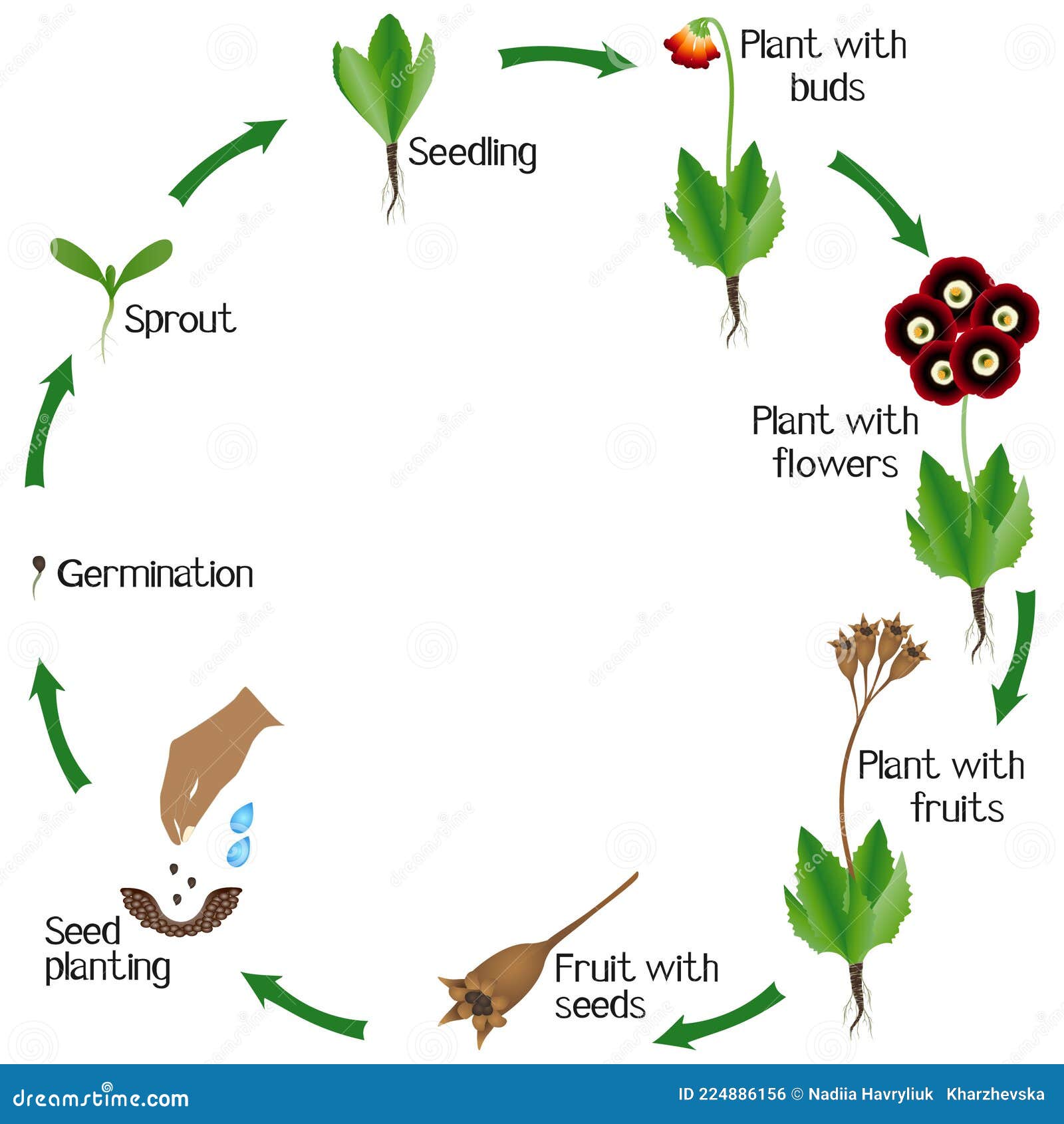 A Growth Cycle of a Primula Auricula Flowers on a White. Stock Vector ...