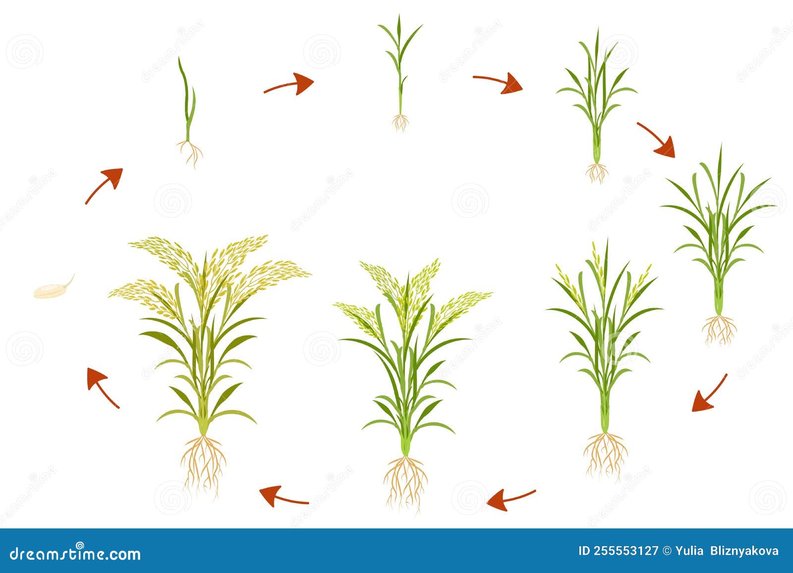 Growth Cycle of Rice is Circular. Infographics of Growing Cereal Plants ...