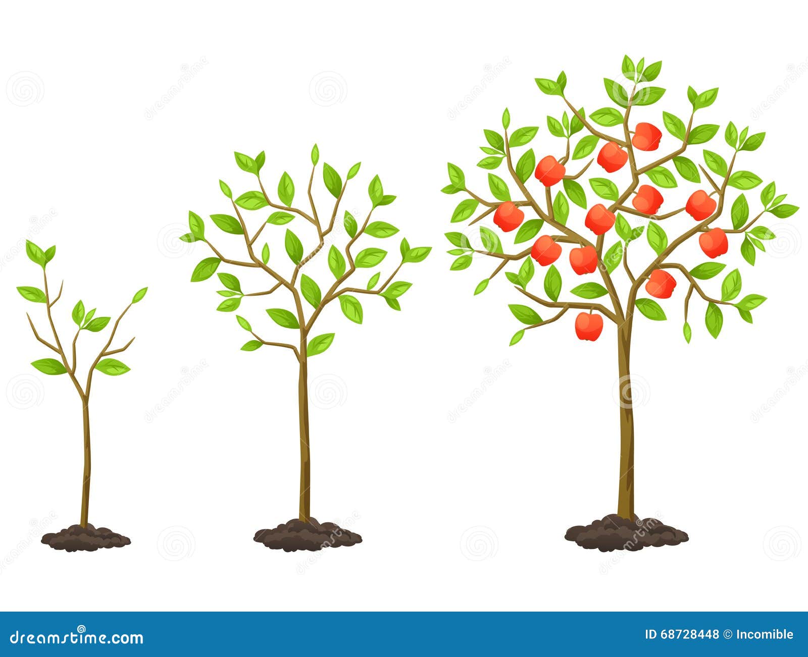 Growth Cycle From Seedling To Fruit Tree Illustration For Agricultural
