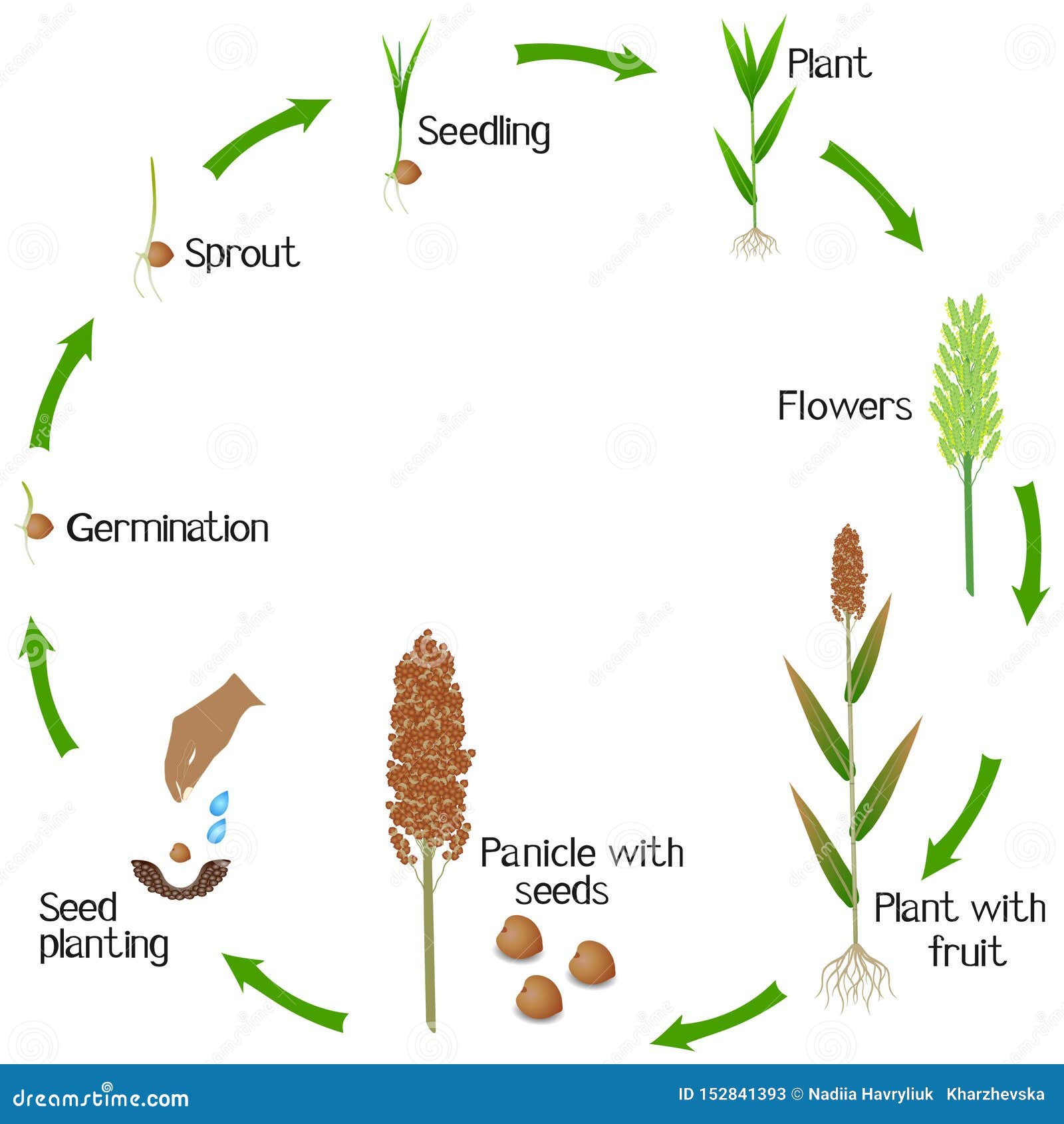 Growth Stages Of Sorghum