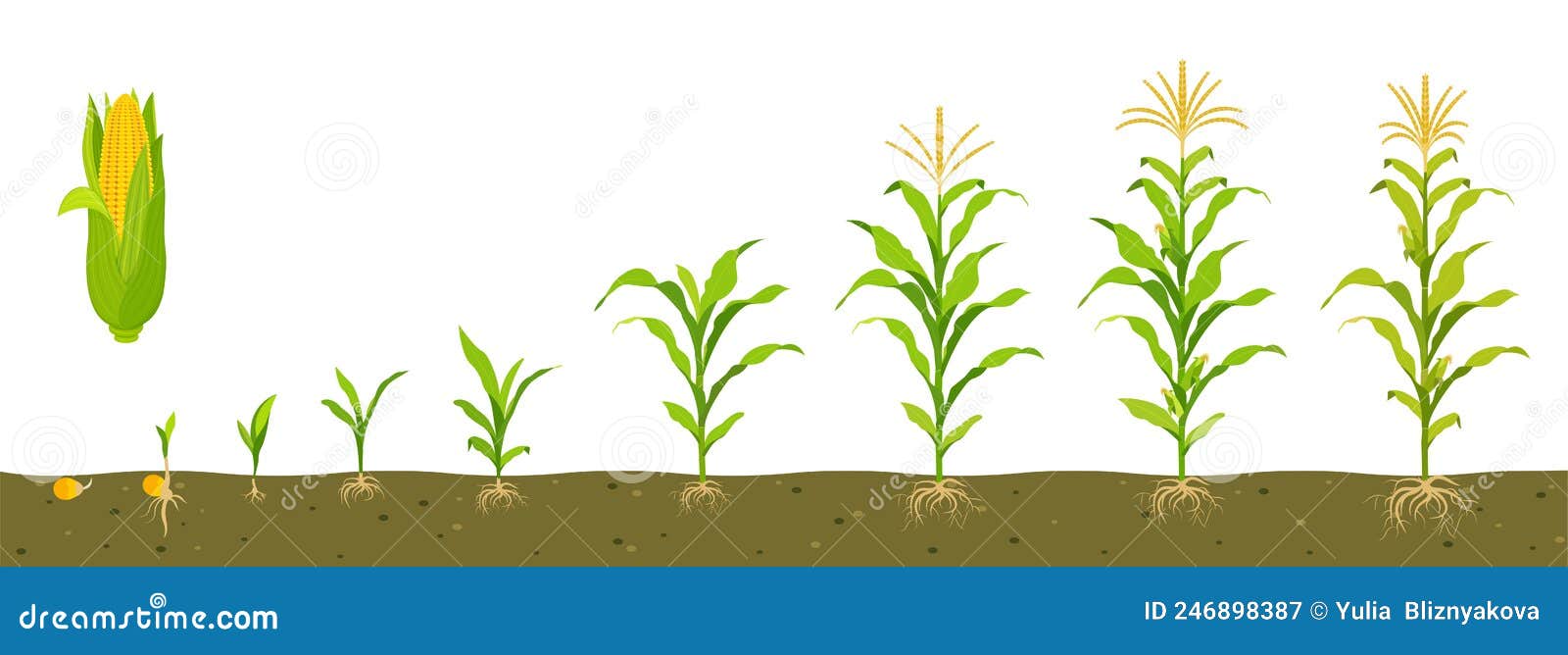 Growth Cycle of Sweet Corn in Soil with Development of Root System ...