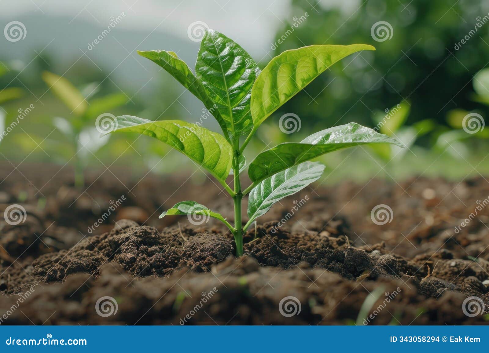 Growth, Development, and Expansion a Young Plant Sprouting Upwards ...