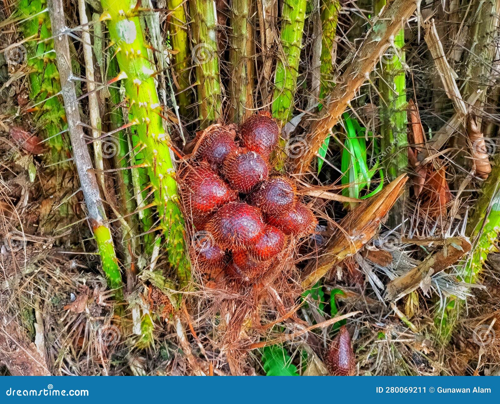 Growth and Development of Salak Fruit. Stock Image - Image of sharp ...
