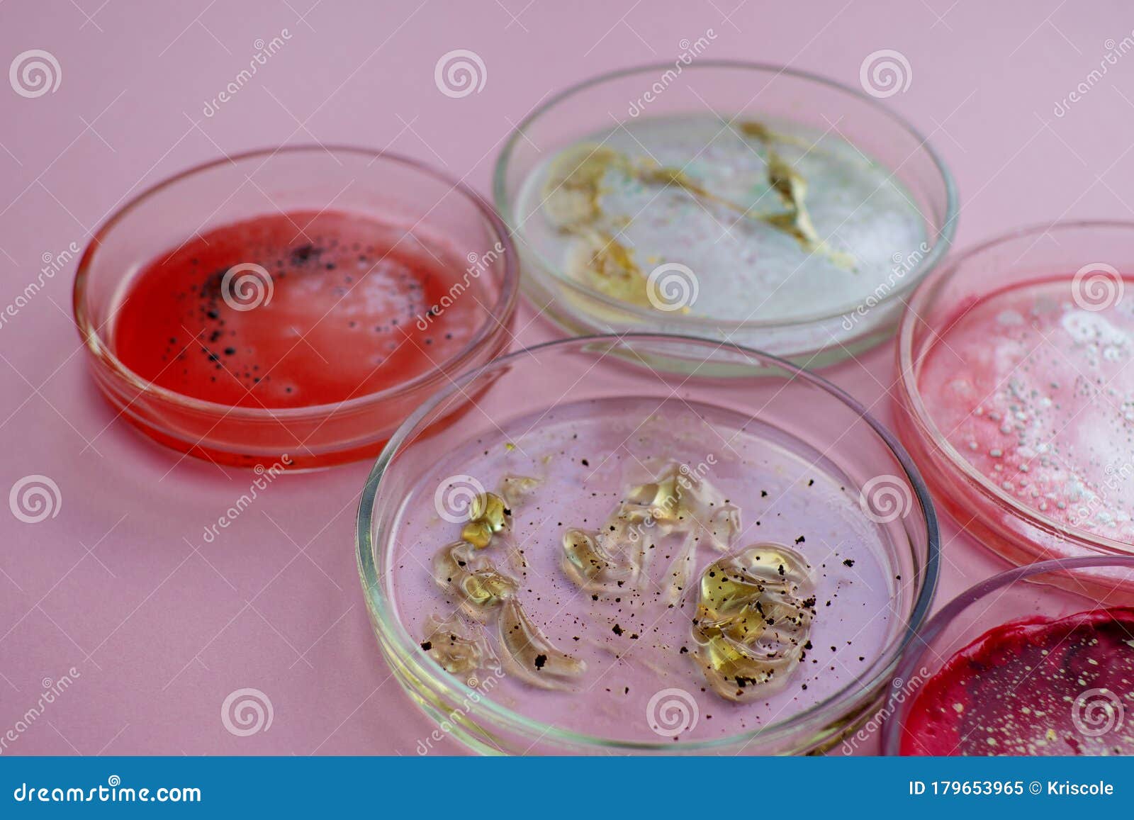 Growth of Different Bacterial Cultures, Concept. Bacteriological ...