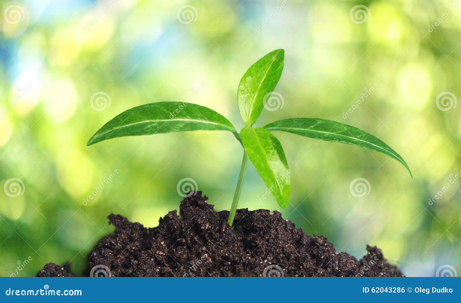 Growth stock photo. Image of tree, spring, grow, life - 62043286