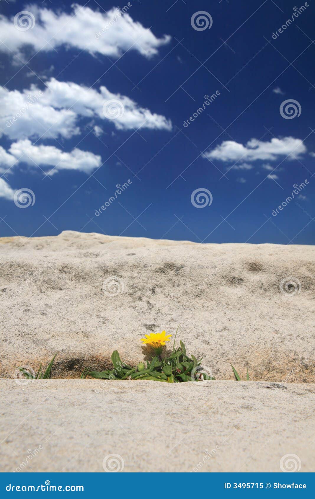 Growth in Extreme Environment Stock Image - Image of environment ...