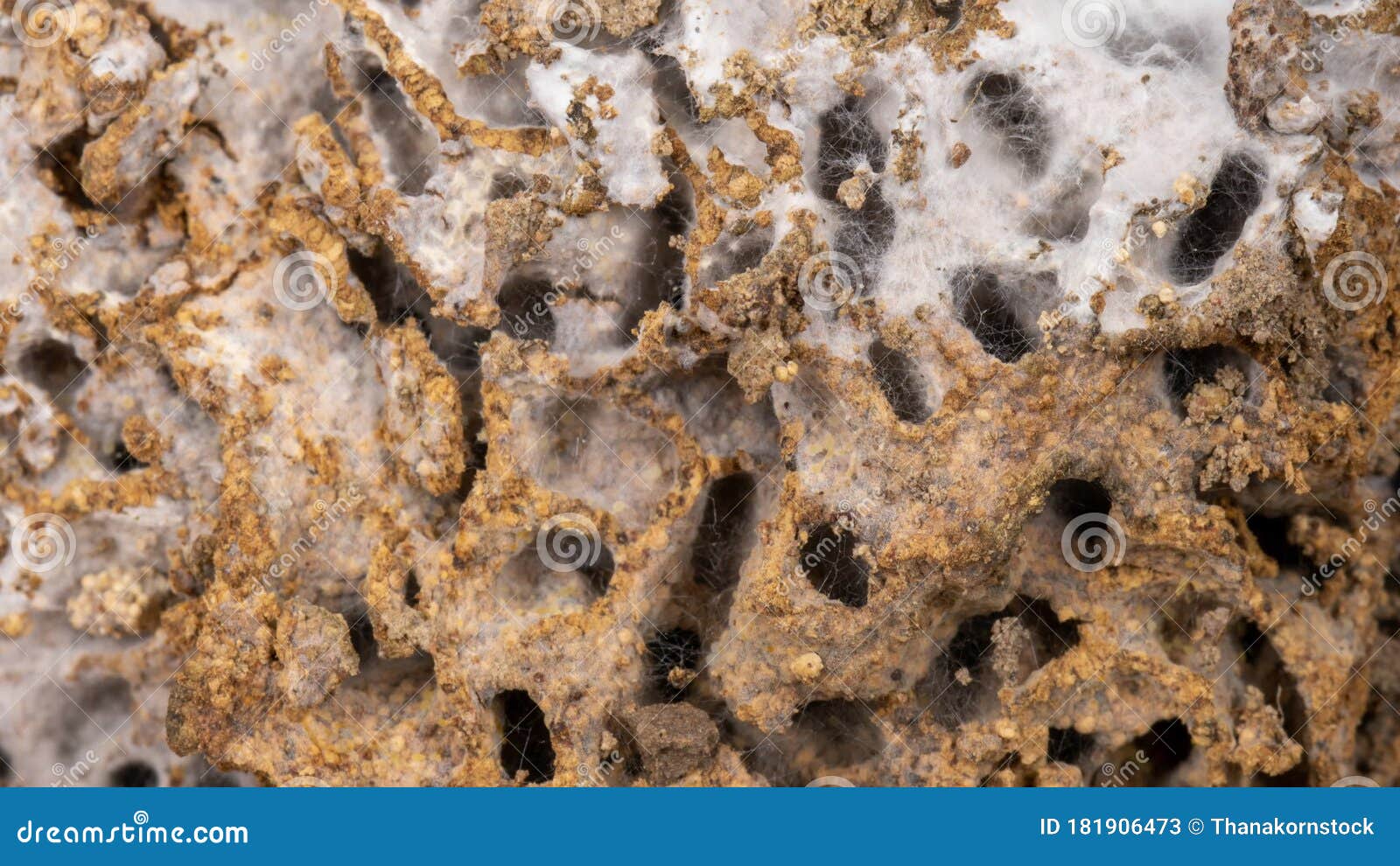 Mold growth stock video. Video of lapse, microbe, fungal - 181906473