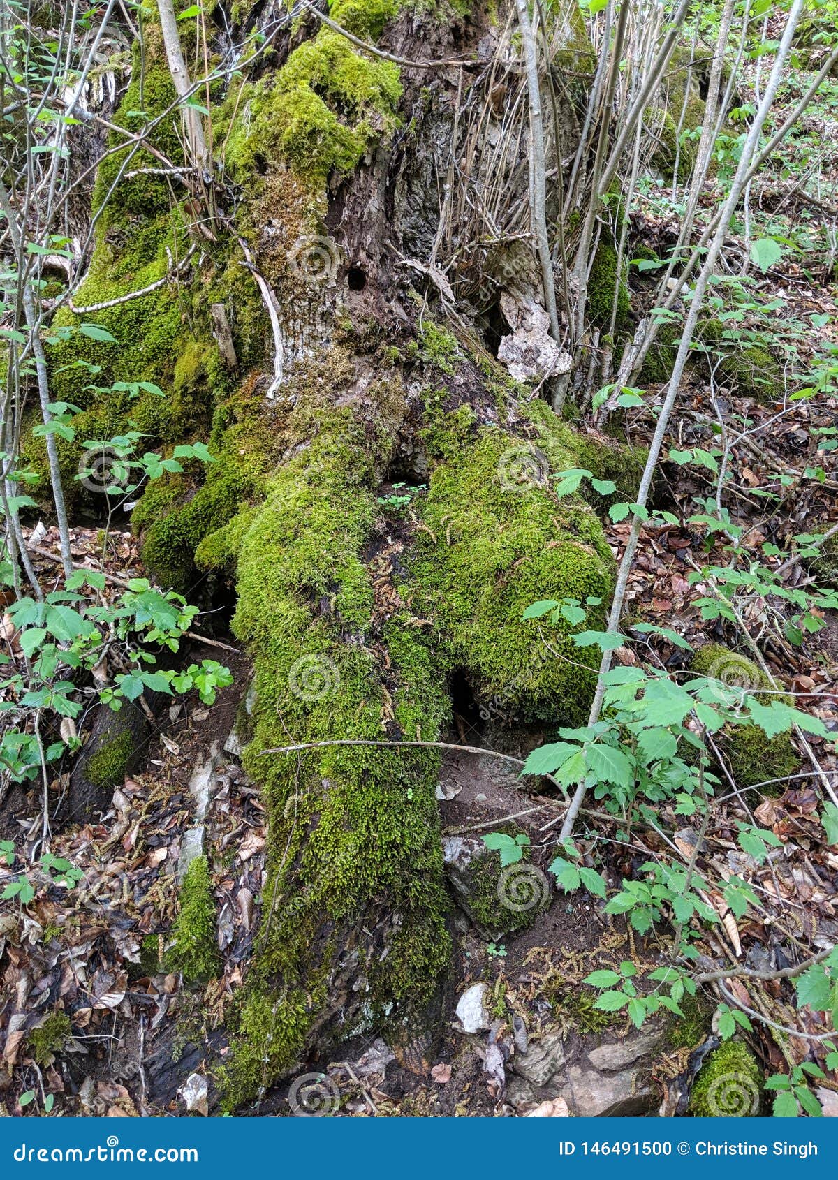 Growth of green mosses stock photo. Image of environment - 146491500