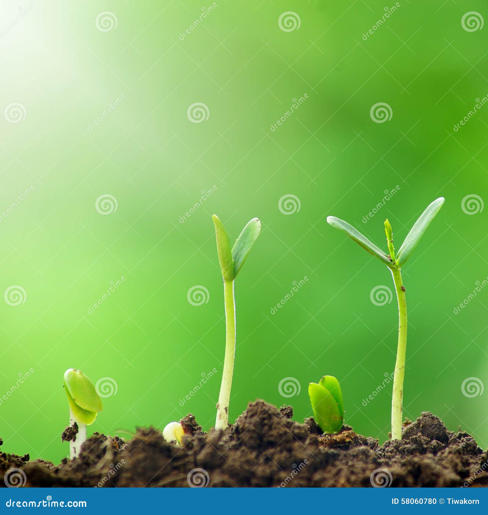 Growth of green plants. stock photo. Image of green, progress - 58060780
