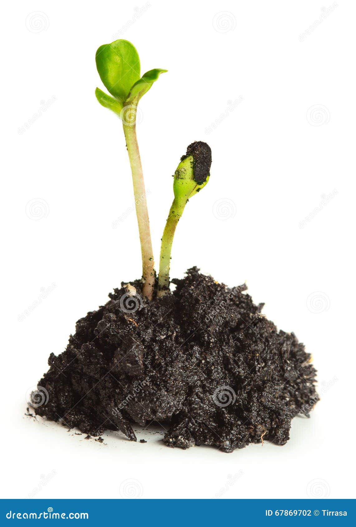 The Growth of Green Plants. Growth Concept and Restart Stock Photo ...