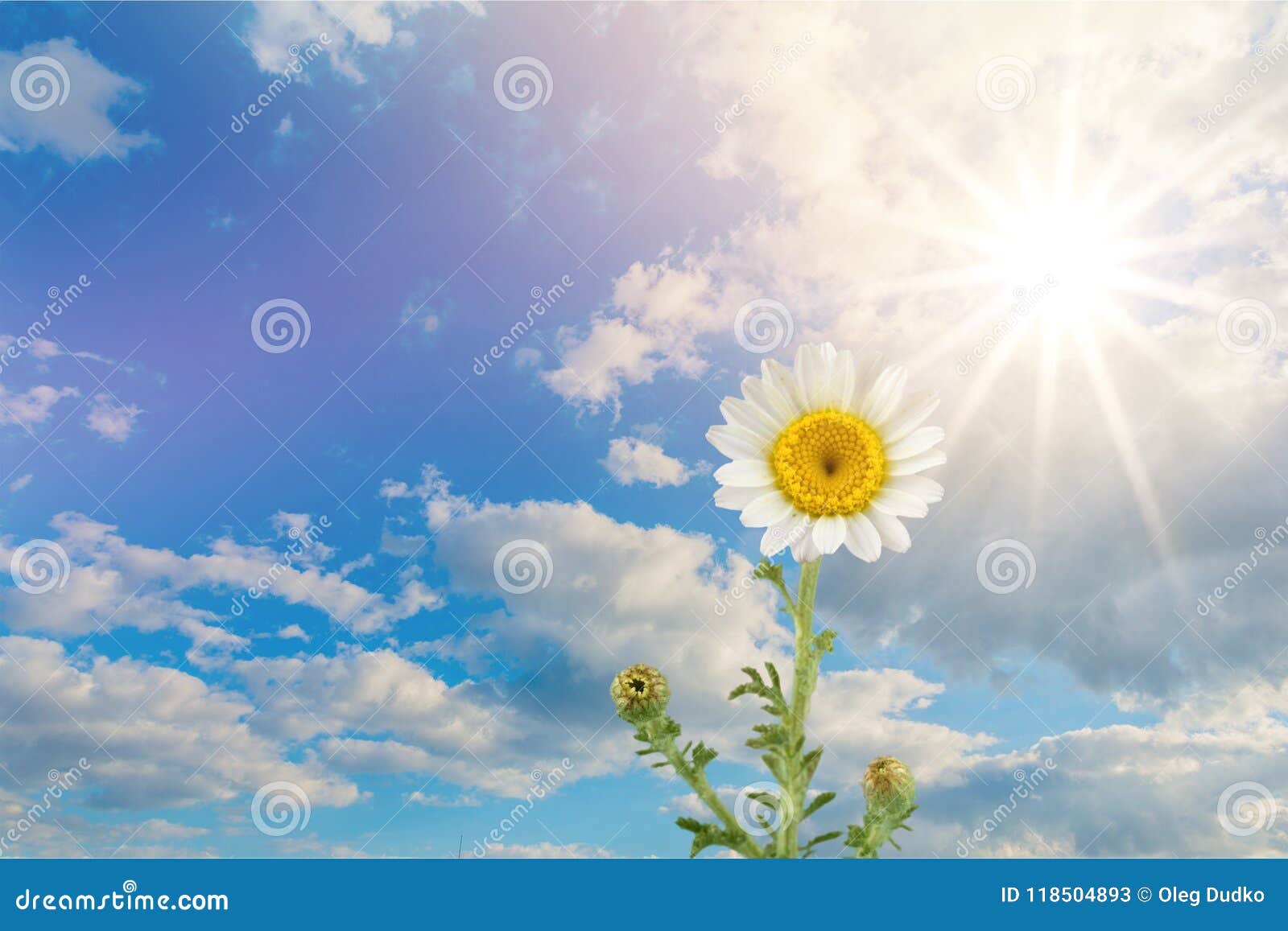 Growth stock image. Image of gardening, daisy, transformation - 118504893