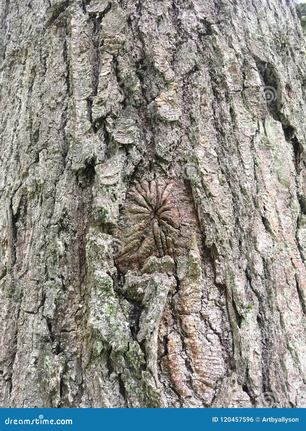 Growth in tree bark stock photo. Image of healed, life - 120457596