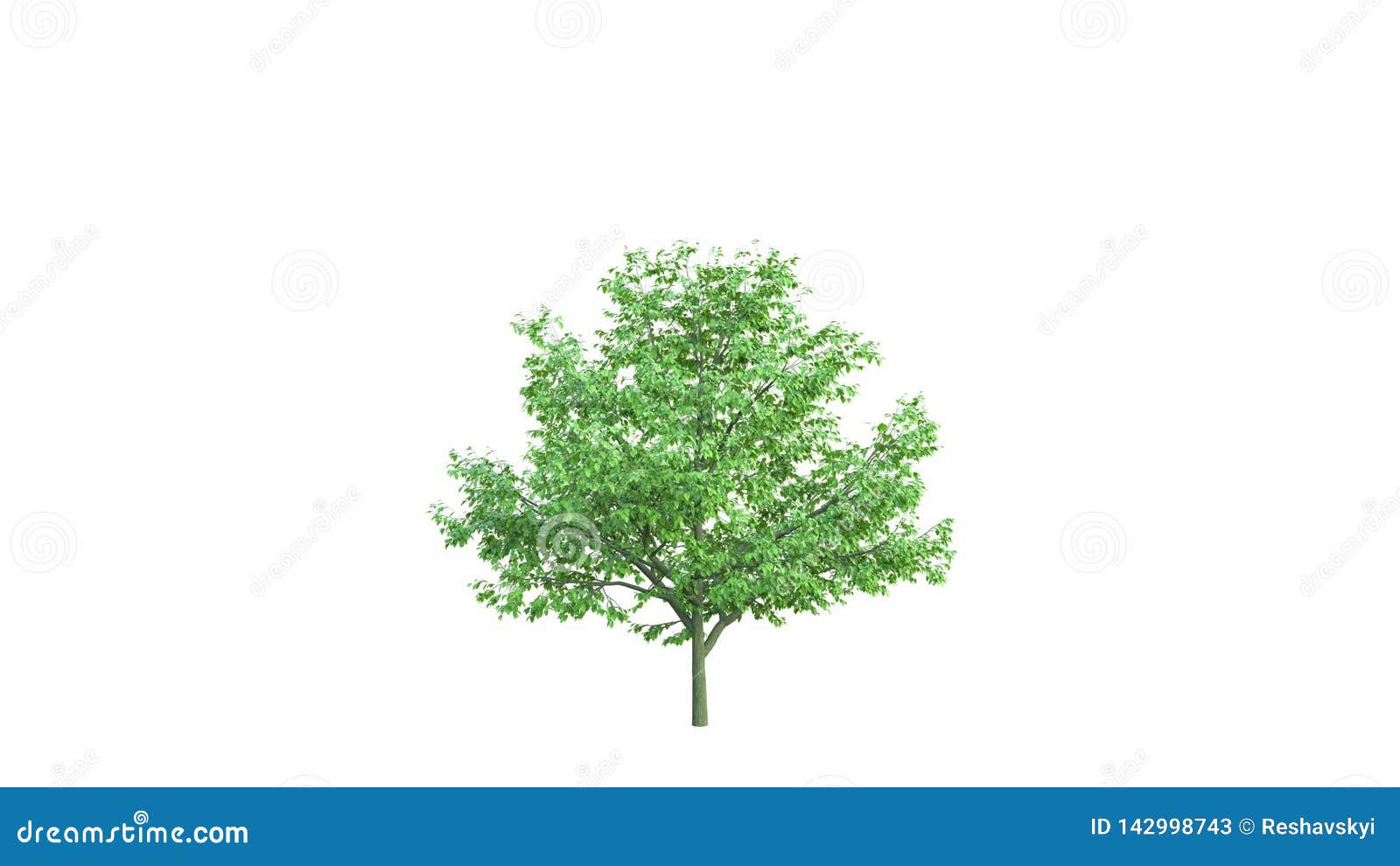 The Growth of a Large Tree. Isolated on White Background Ultra HD 4k ...