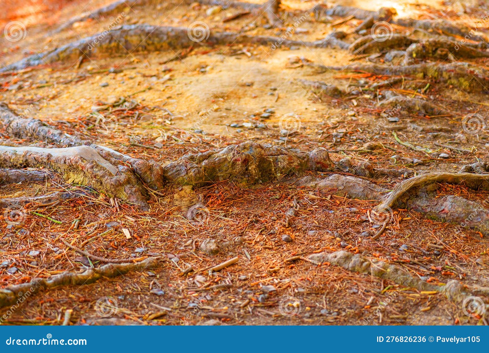 Growth of Large Tree Roots Spreading on the Ground Stock Photo - Image ...