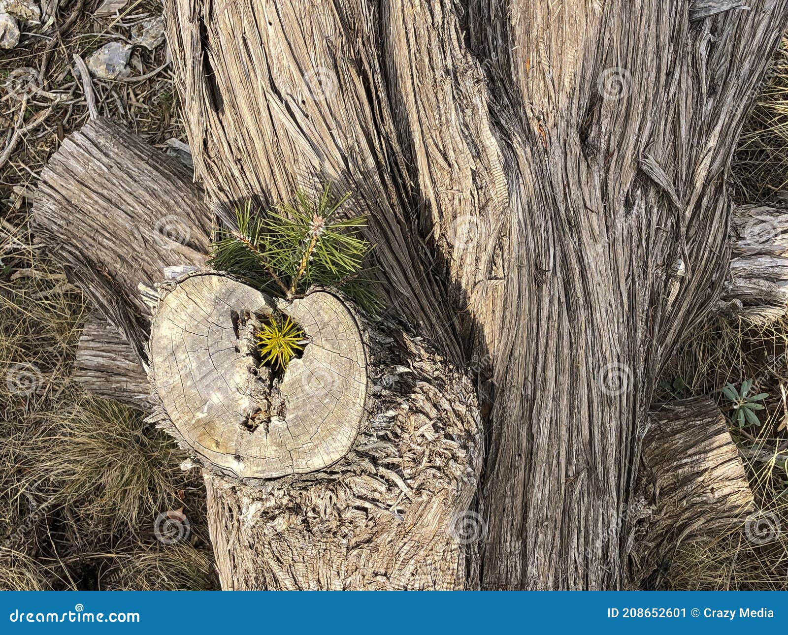 The Growth and Life of a Pine Sapling on the Trunk of a Juniper Tree ...