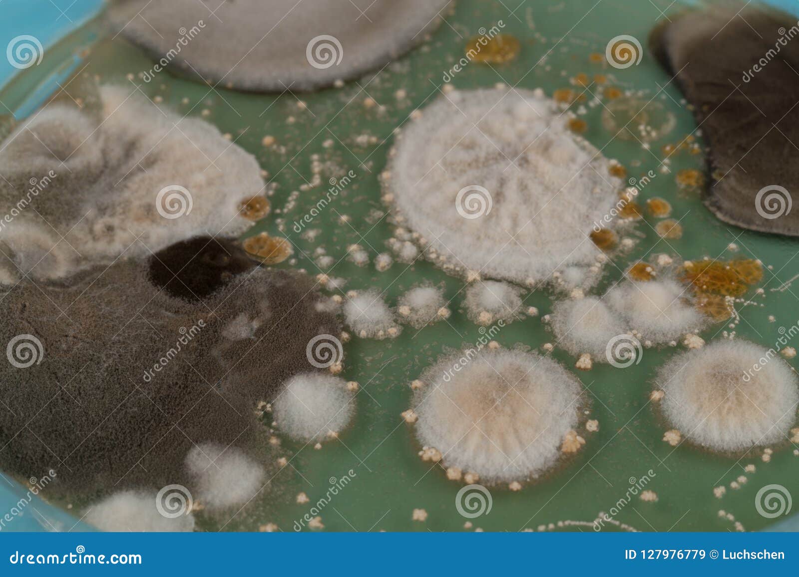 Growth of Microorganisms in a Petri Dish, Bacteria, Yeast and M Stock ...