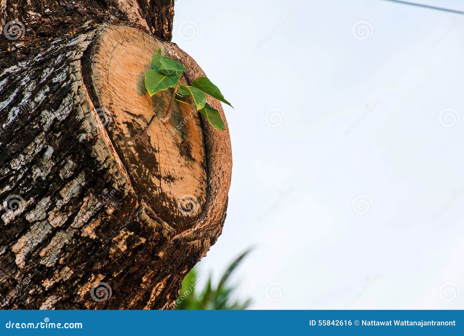 The Growth New Limb of Tree Species on the Timber Stock Photo - Image ...