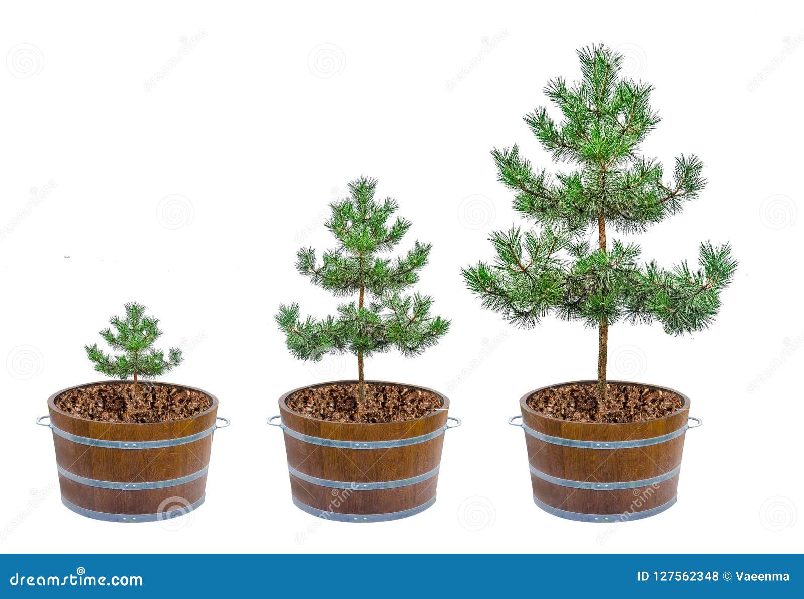 Growth of pines stock photo. Image of botany, flora - 127562348