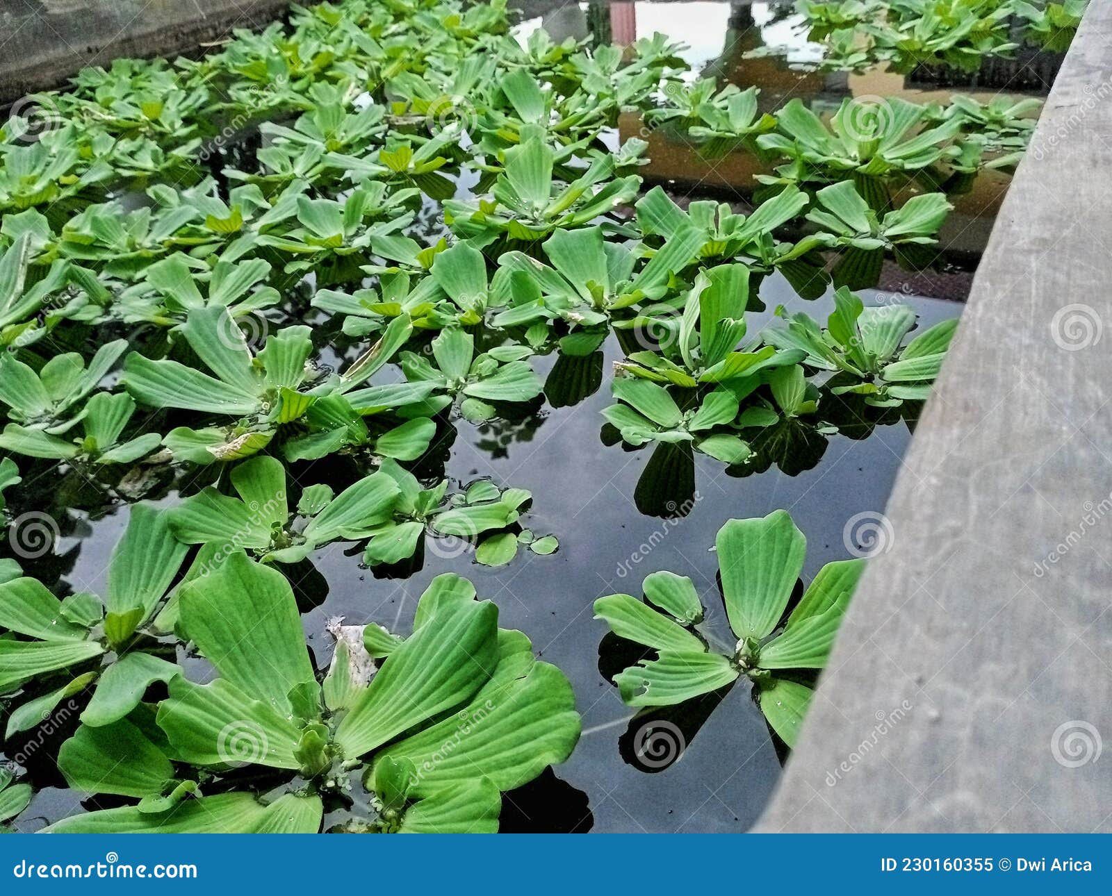Growth Plant in the Water Fishpond Stock Image - Image of tree, shrub ...