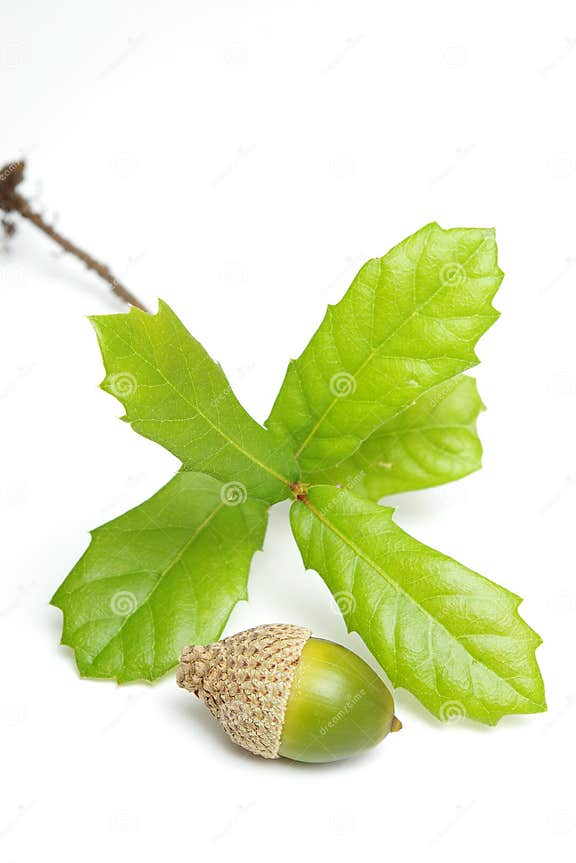 Growth Potential stock image. Image of sprout, acorn, growth - 1402251