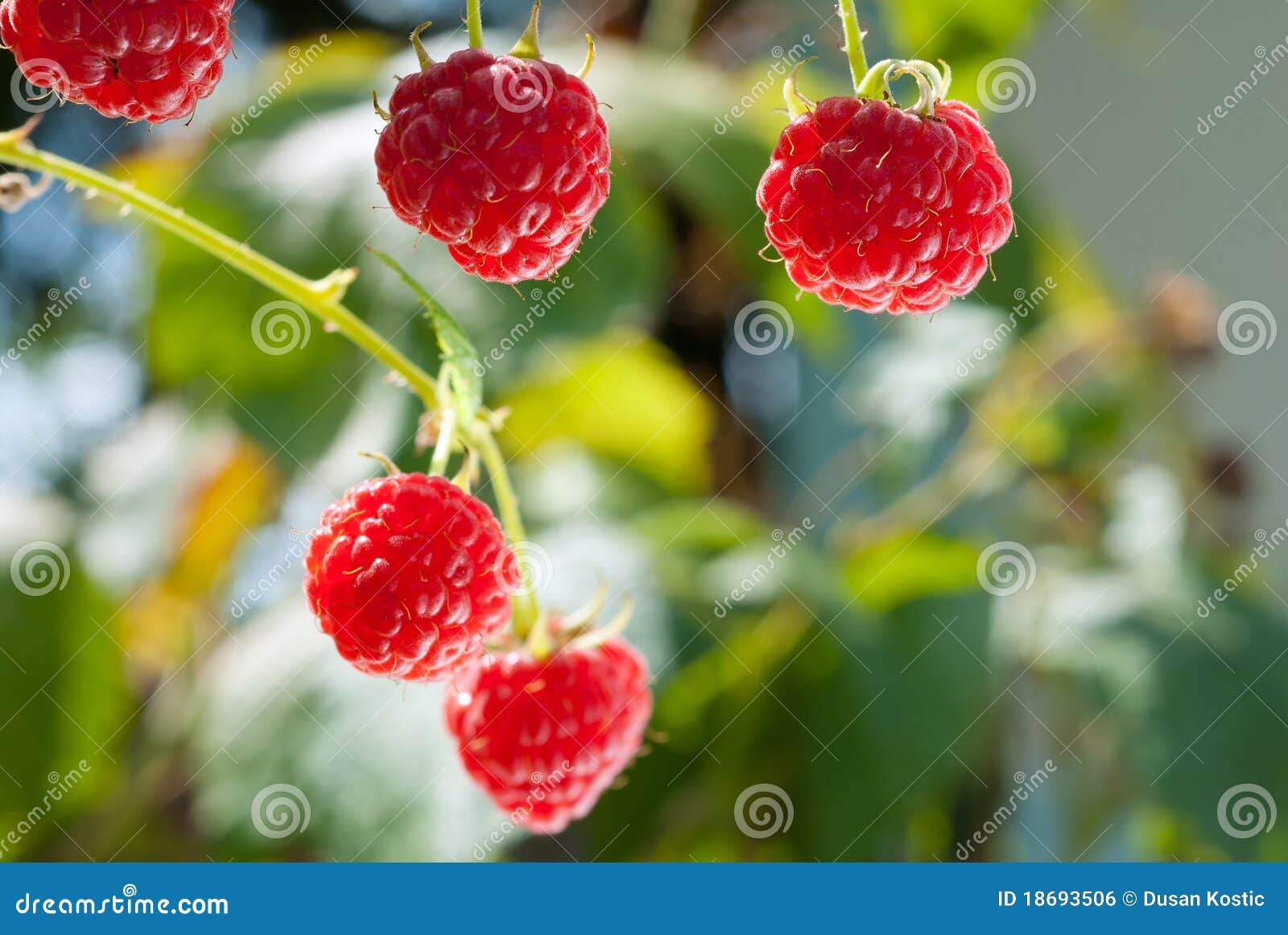 Growth Raspberrys stock photo. Image of orchard, organic - 18693506