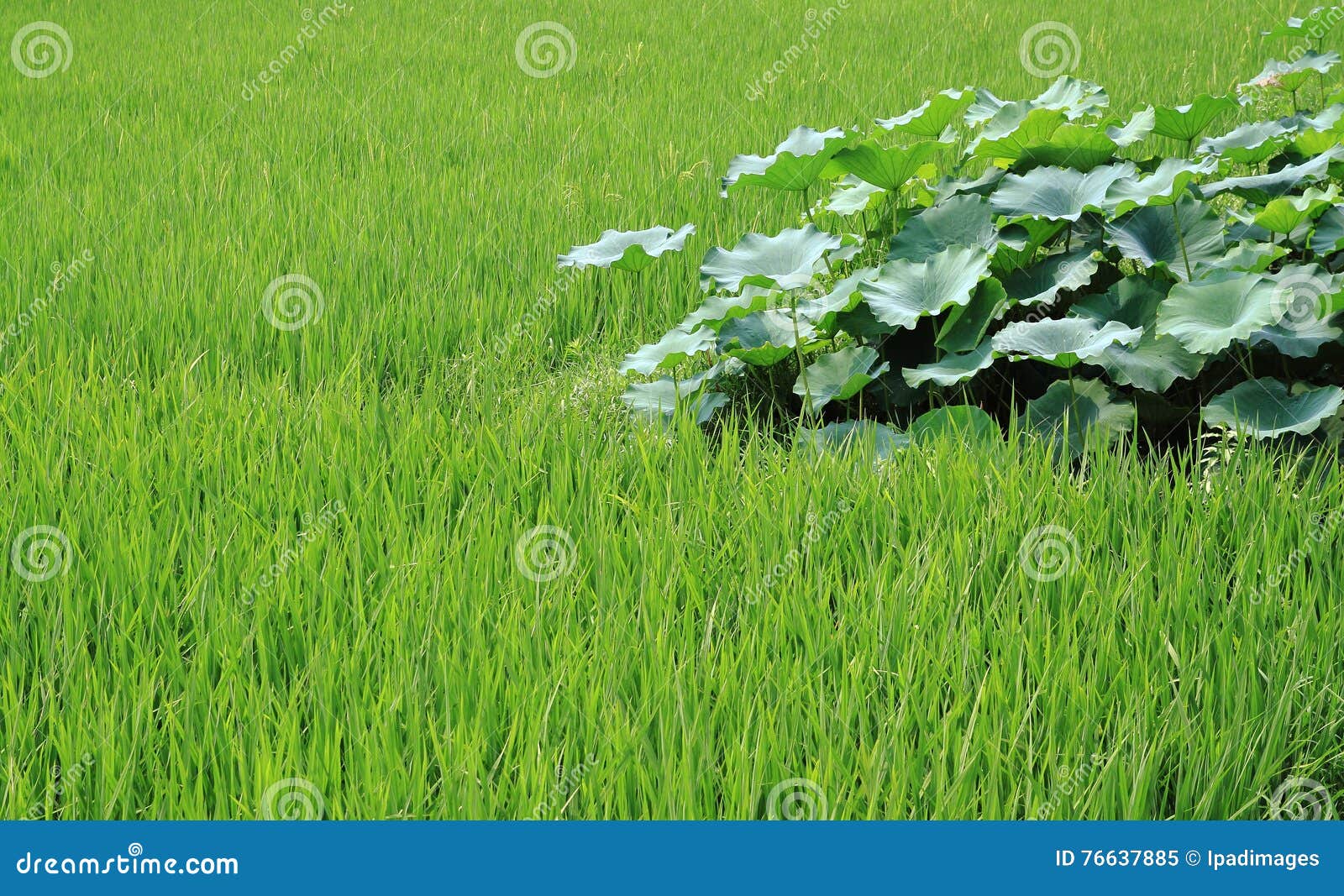 The Growth of Rice and Lotus Root Stock Image - Image of landscaped ...
