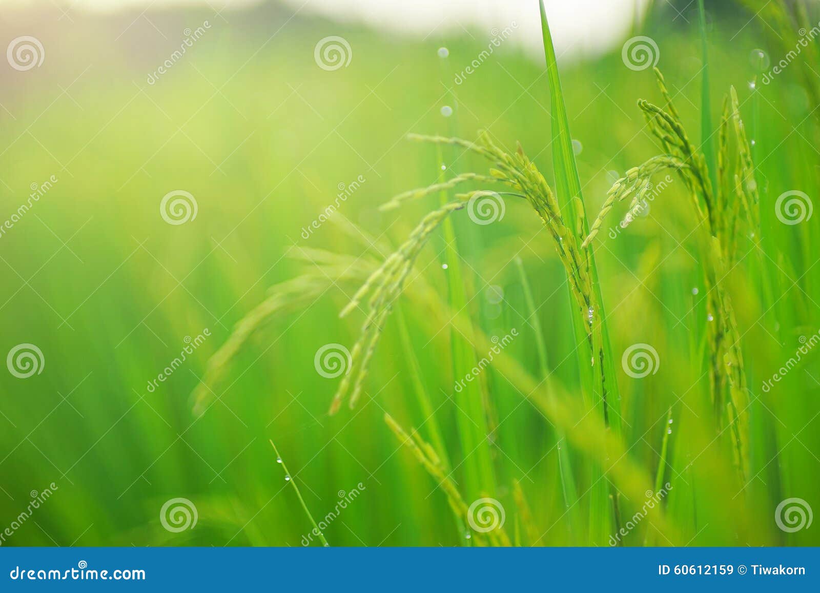 Growth of Rice spike stock image. Image of detail, ipomoea - 60612159
