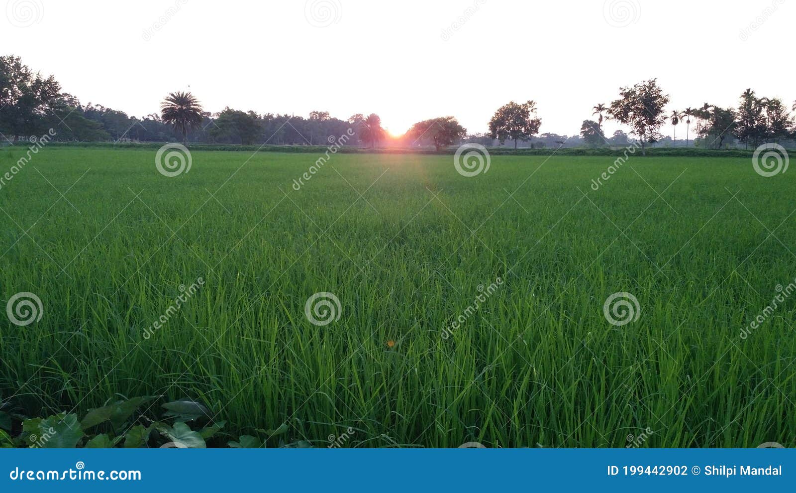 Growth Rice View Village Assam Stock Photo - Image of green, crop ...