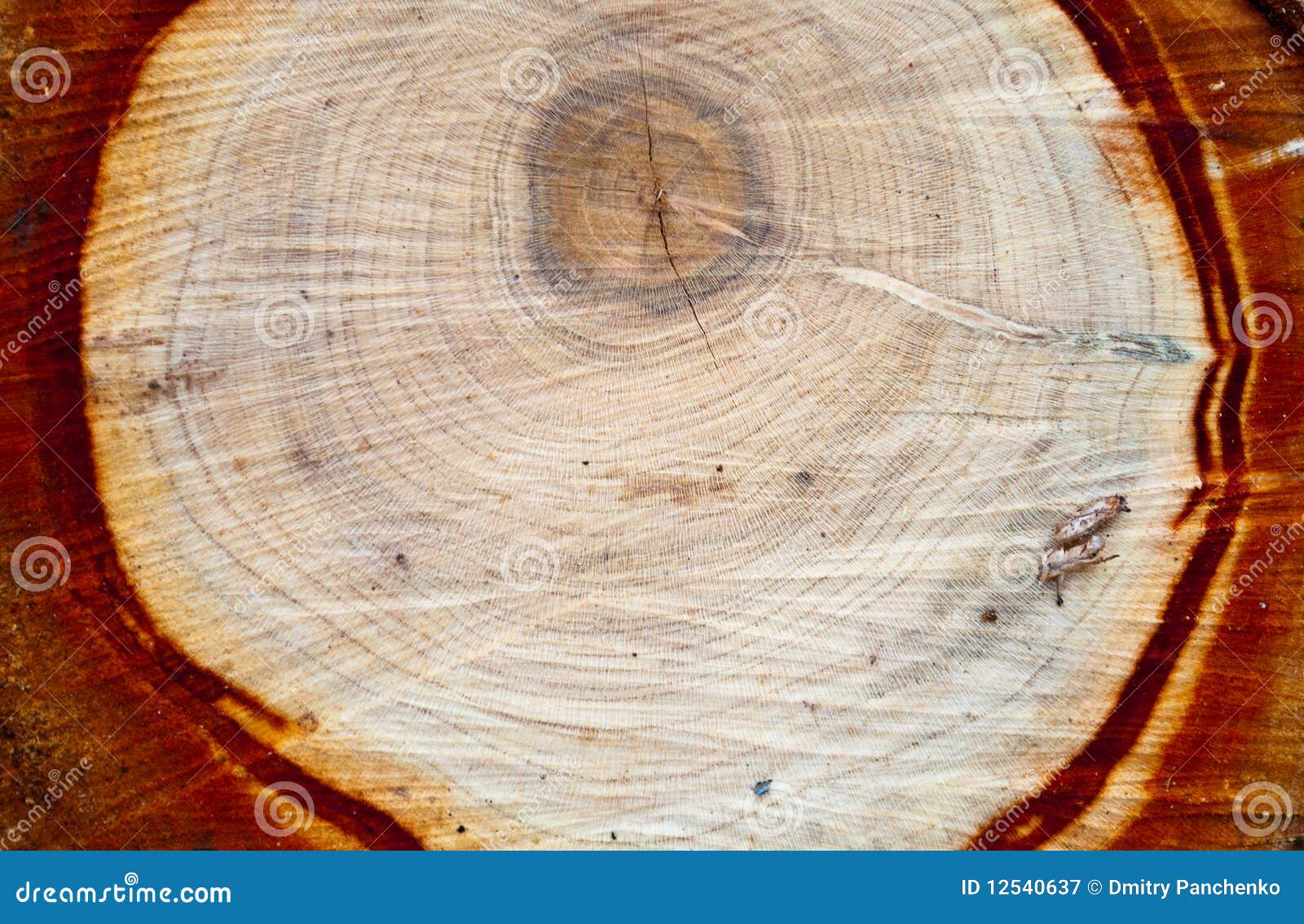 Growth rings stock image. Image of plain, concentric - 12540637