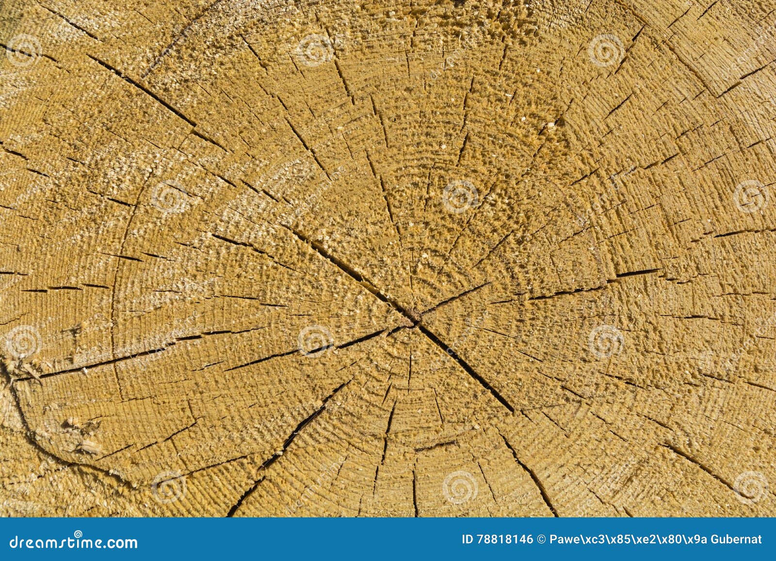Growth rings as a pattern. stock photo. Image of trunk - 78818146