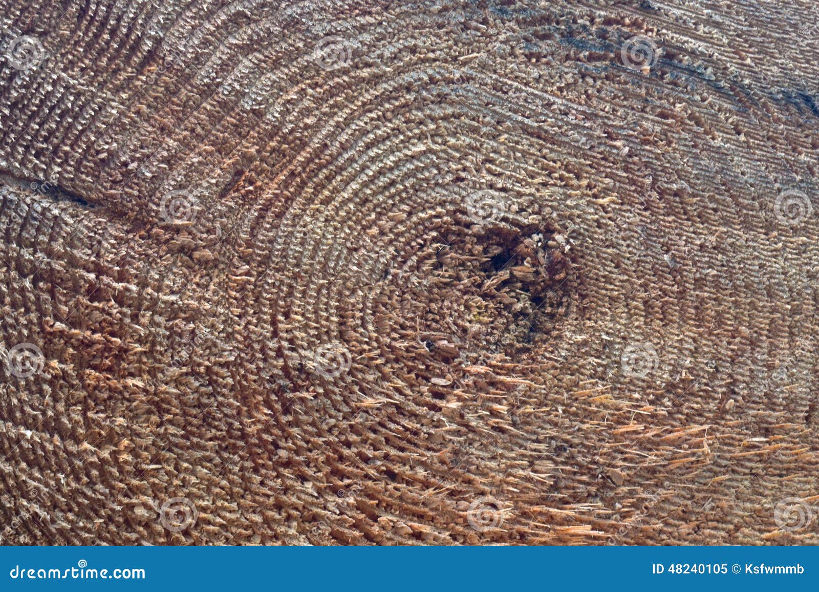 Growth Rings in Douglas Fir Log Stock Image - Image of growth, wood ...