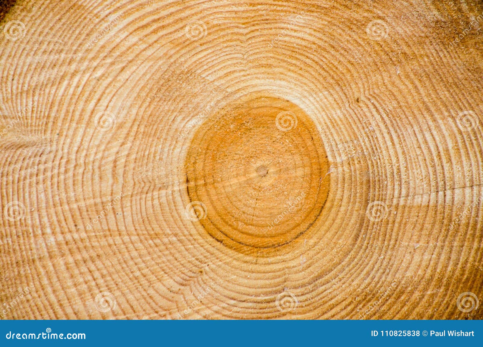 Rings on a Freshly Cut Tree Trunk Stock Photo - Image of lumber ...
