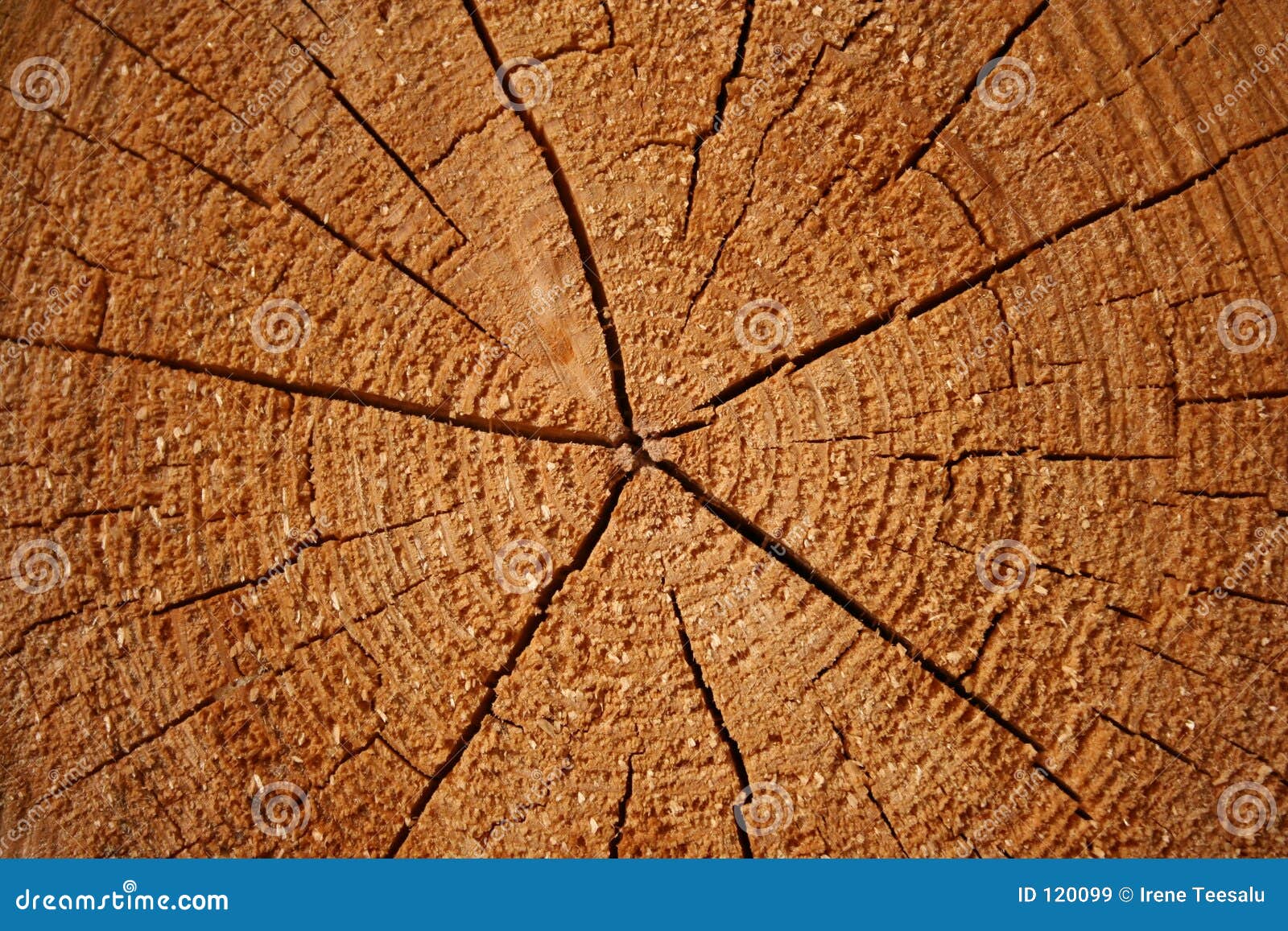 Growth rings on a log stock image. Image of ring, cracked - 120099