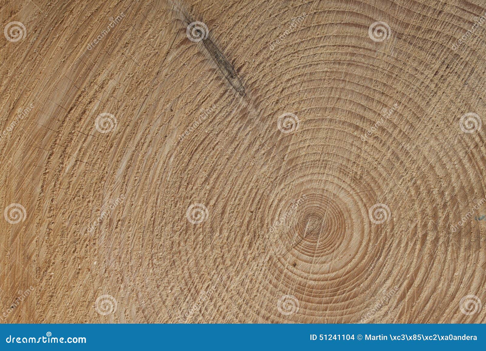 Growth Rings of a Tre, Spruce Tree Stock Photo - Image of nature, pine ...