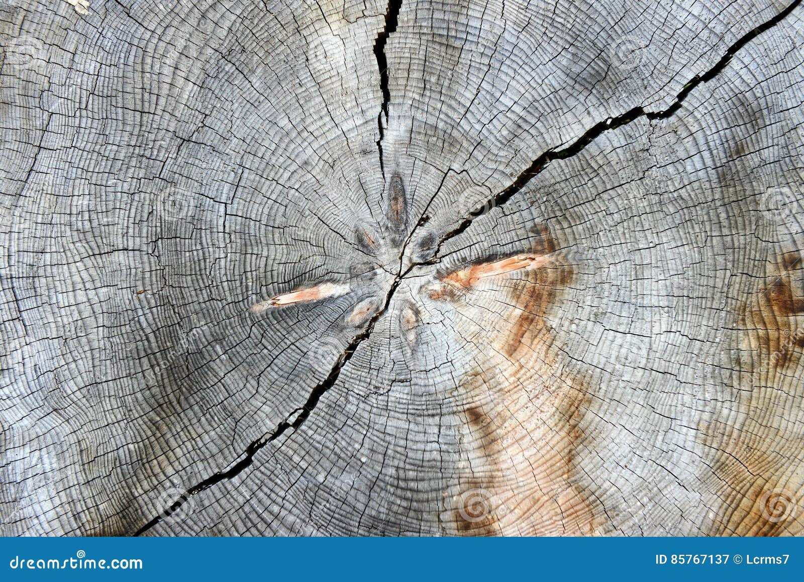 The Growth Rings of a Tree Full Frame Stock Image - Image of nature ...