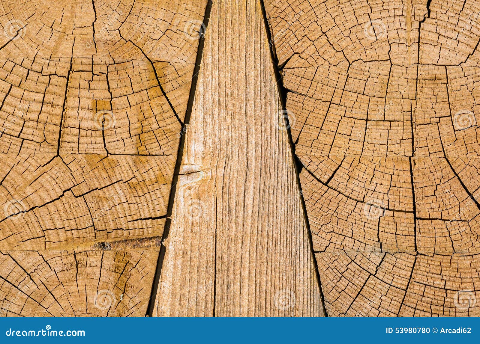 Growth rings, wood stock photo. Image of tree, growth - 53980780