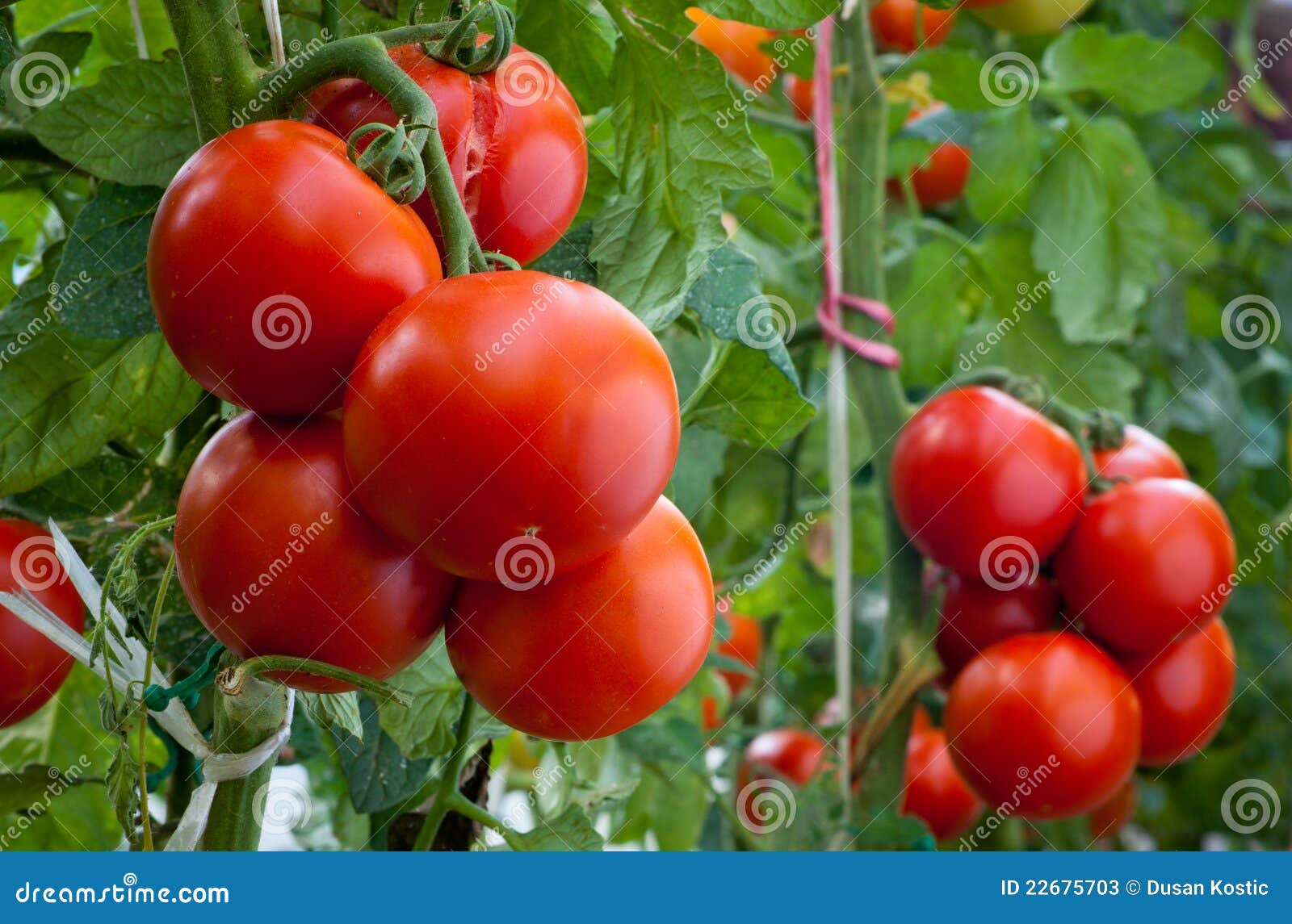 Growth ripe tomato stock image. Image of ripe, healthy - 22675703