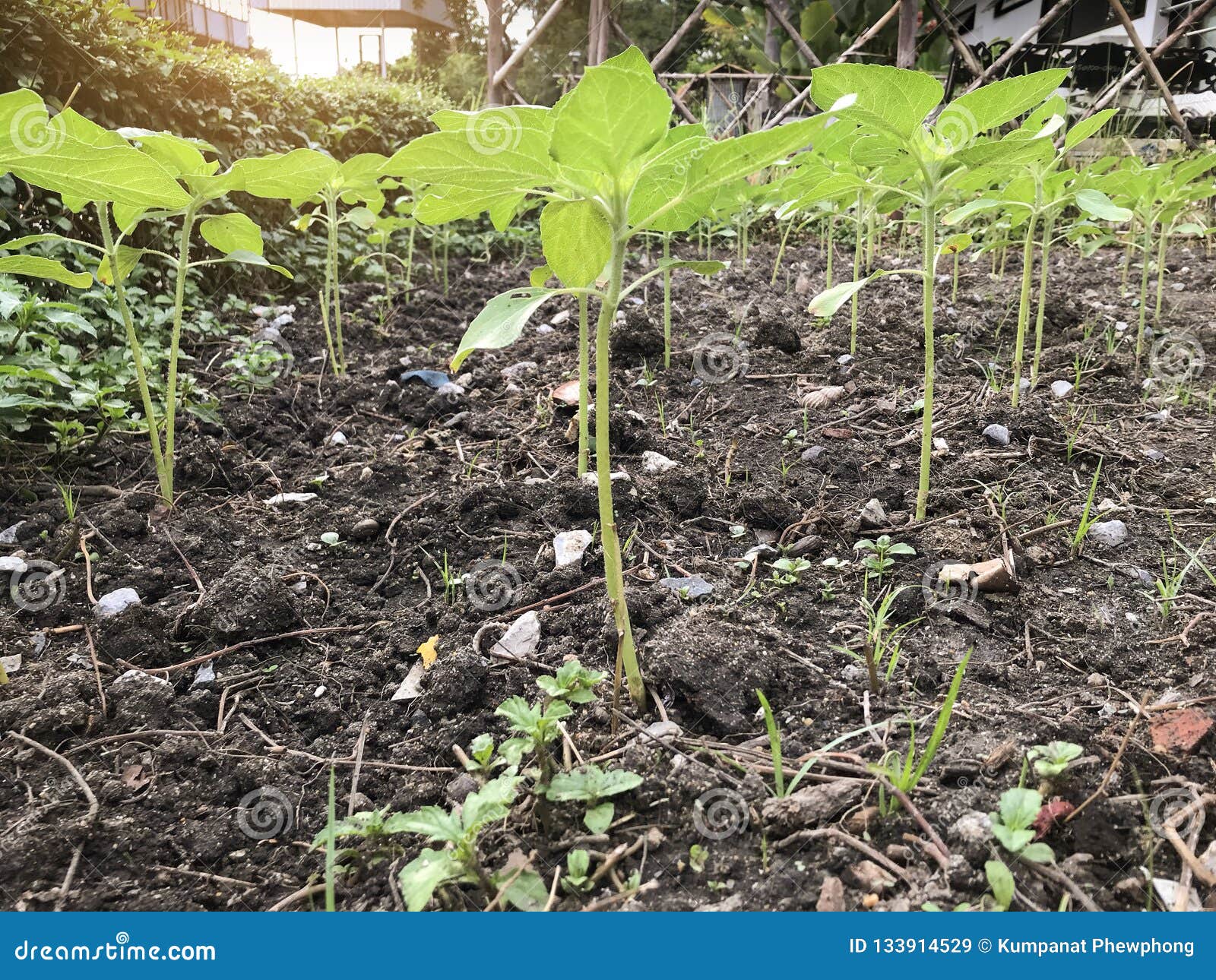 Growth Sapling Young Plant on Soil Ground Stock Image - Image of ...