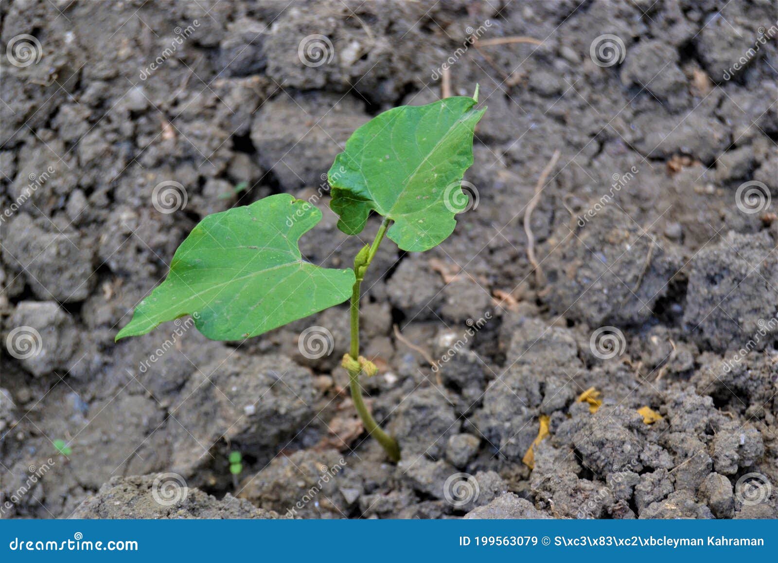 Small Green Sapling and Black Soil Stock Image - Image of grow ...