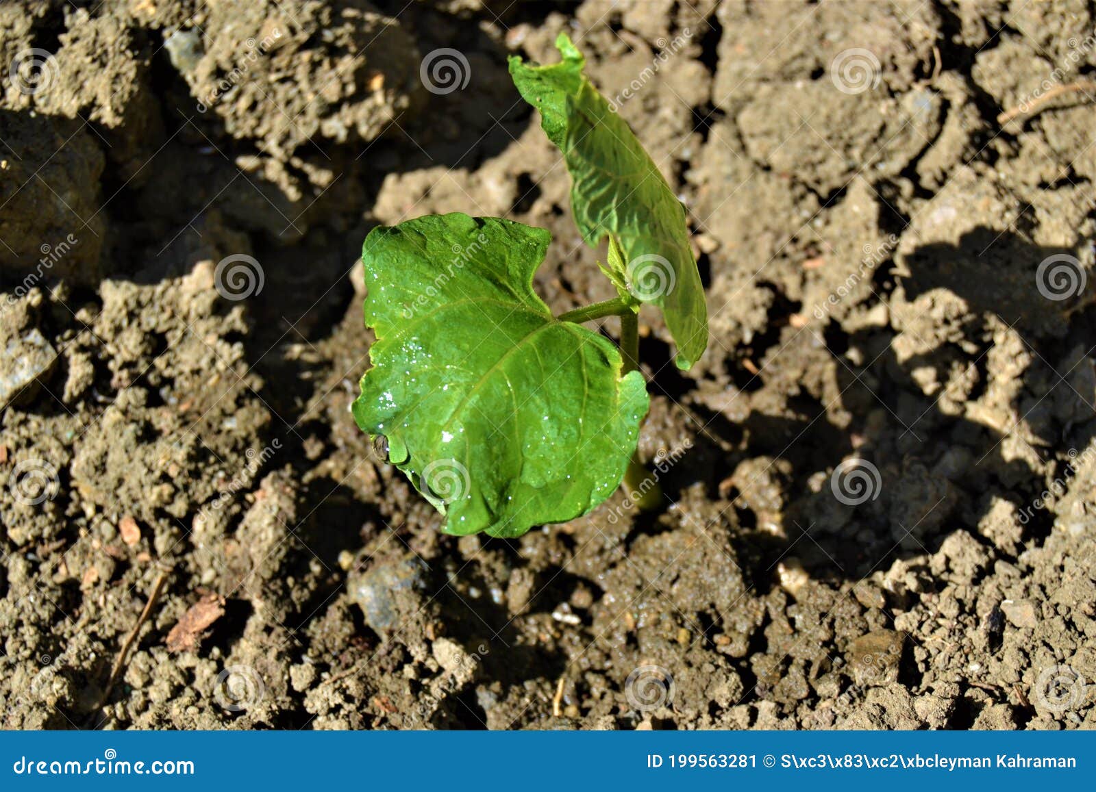 Small Green Sapling and Black Soil Stock Image - Image of grow, farming ...