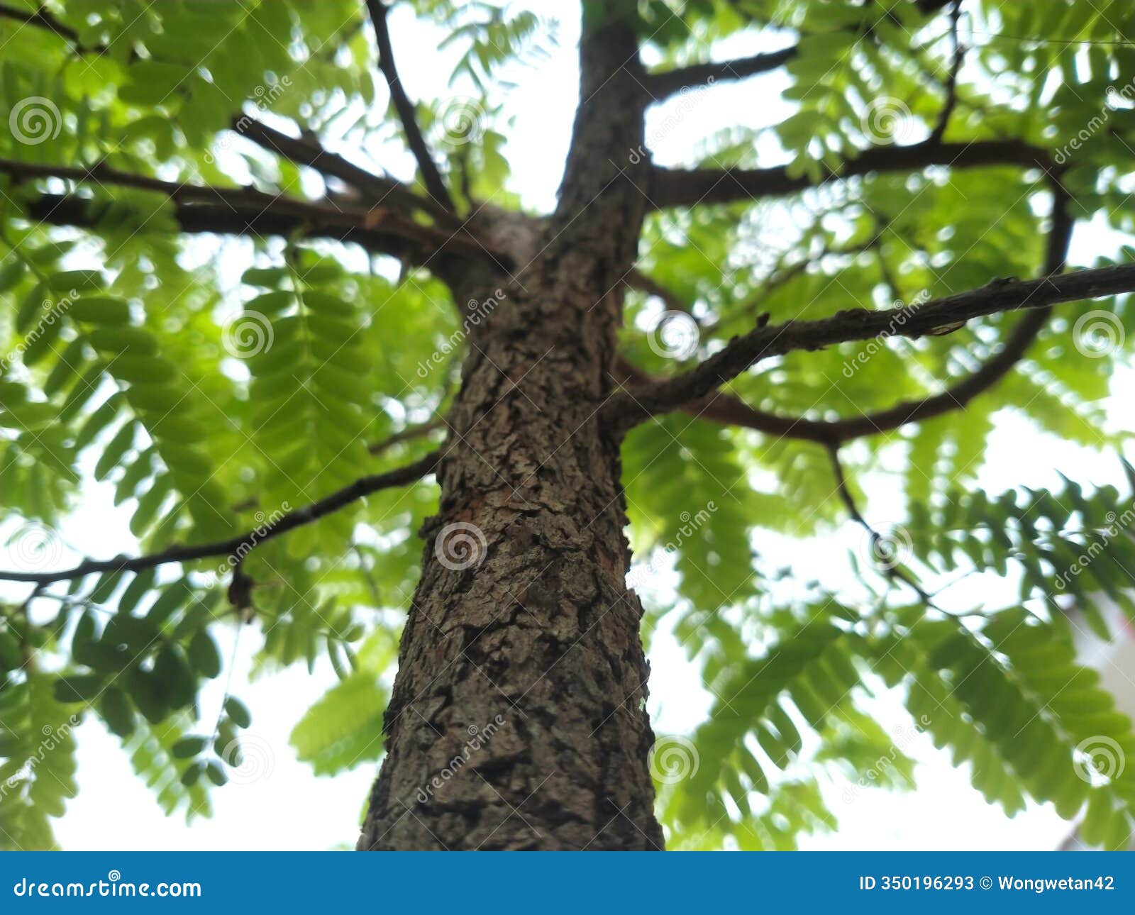 The Growth of a Small Tamarind Tree is Beautiful Stock Image - Image of ...