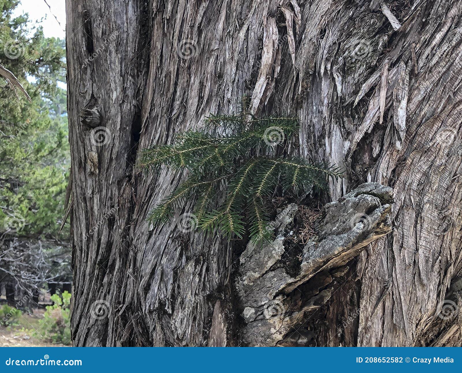 Growth of a Spruce Sapling on the Trunk of the Juniper Tree Stock Photo ...