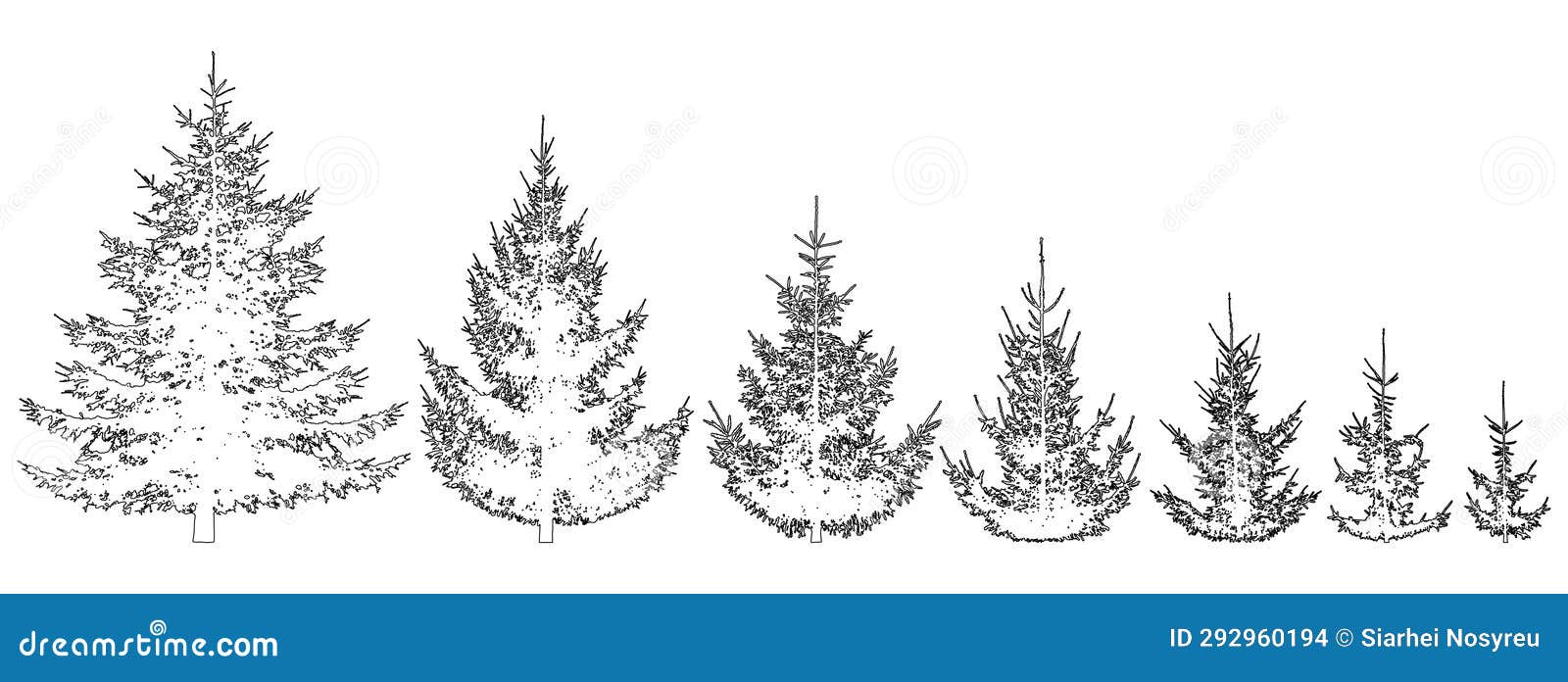 Growth Spruce Tree. Life Process of Growing Fir Tree, Contour Stock ...