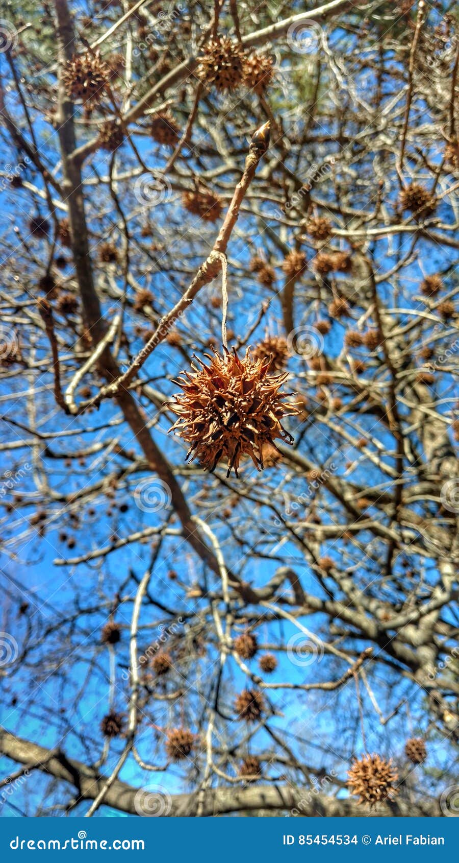 Growth Stage stock photo. Image of tree, sprouting, shot - 85454534