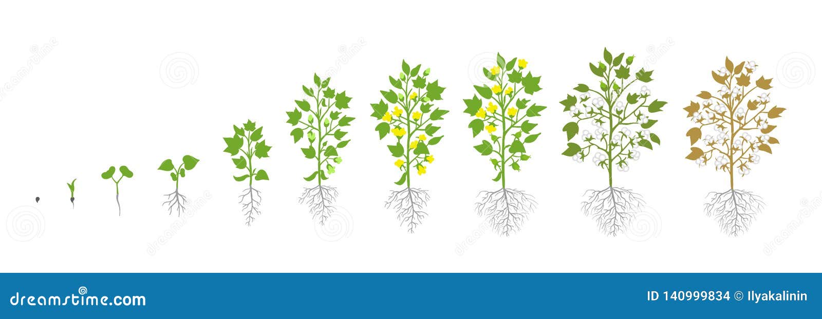 Cotton Plant With Flower Cartoon Vector | CartoonDealer.com #88638641 Cotton Plant With Flower Cartoon Vector | CartoonDealer.com #88638641