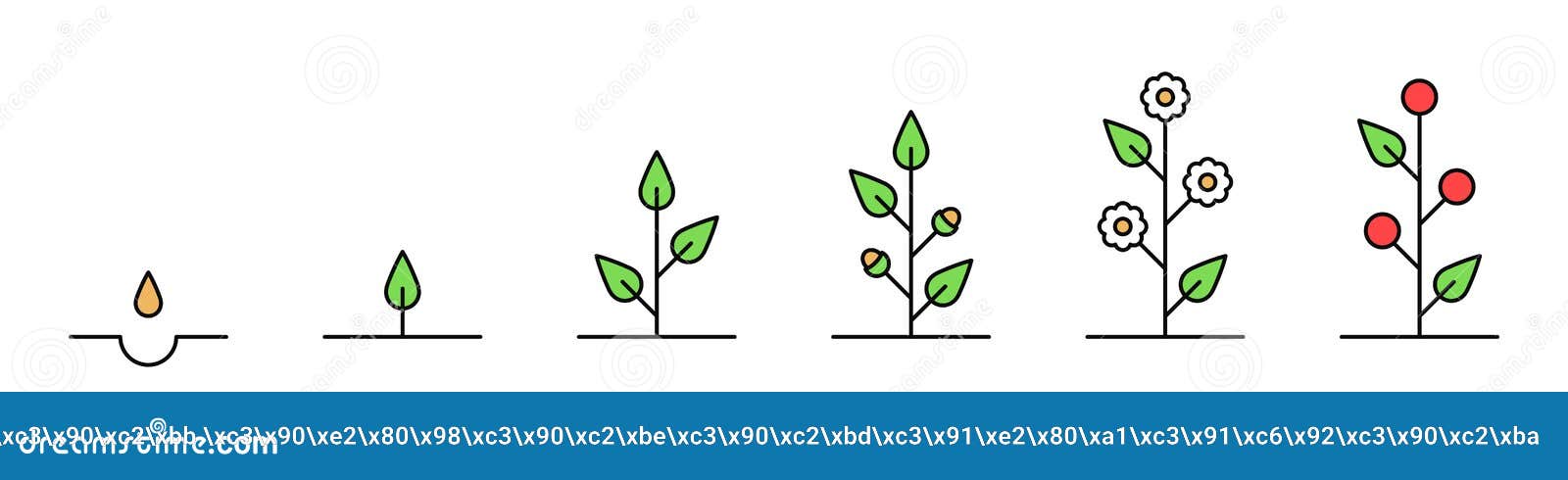 Rapeseed Cycle Of Life. Oilseed Plant Round Growth Stages. Growing ...