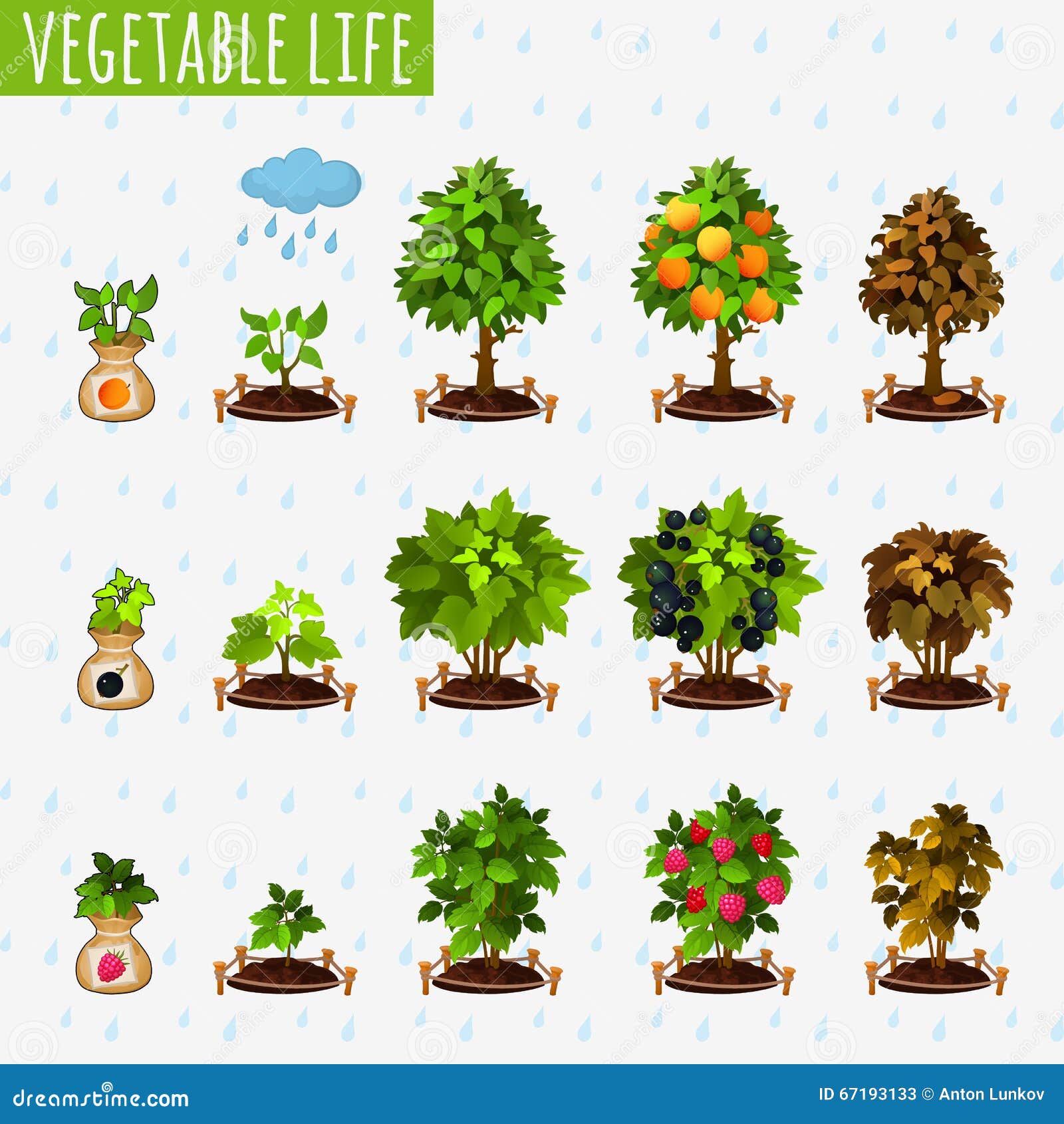 Citrus Fruit Development Stages at Chloe Pratt blog