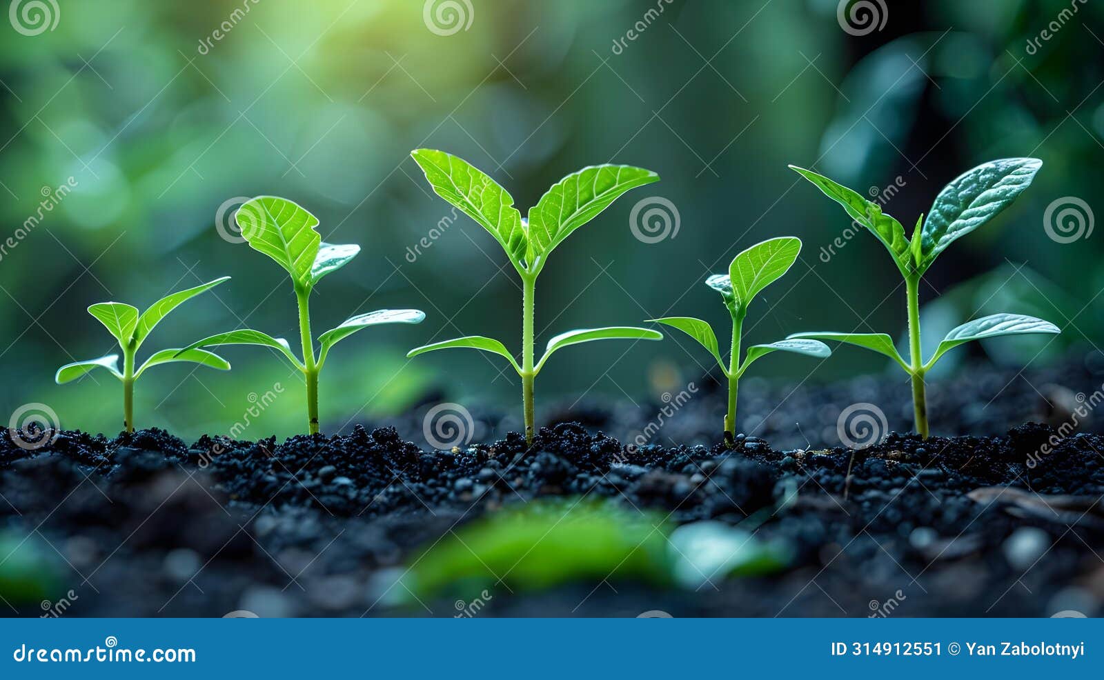 Growth Stages: Nature S Blueprint for Success. Concept Nature, Growth ...