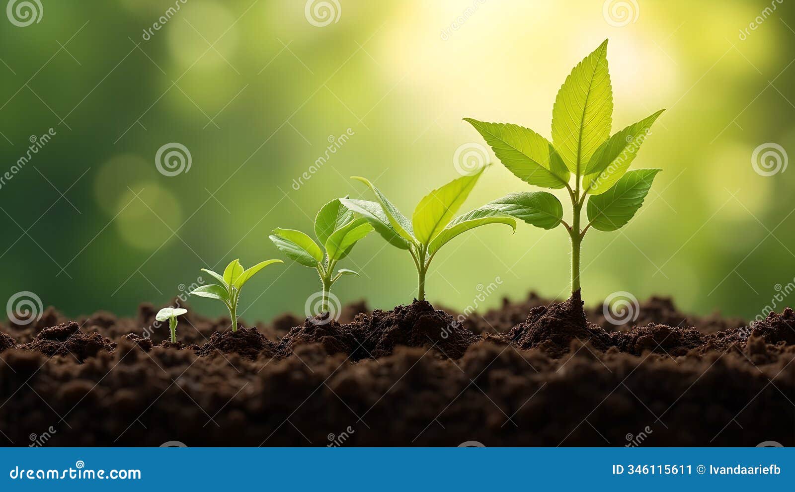 Growth Stages of Plants in Soil. Concept of Development, Progress, and ...